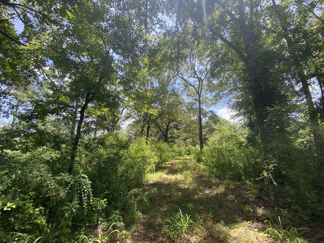 265 acres - Russell County - Upshaw Flats Tract