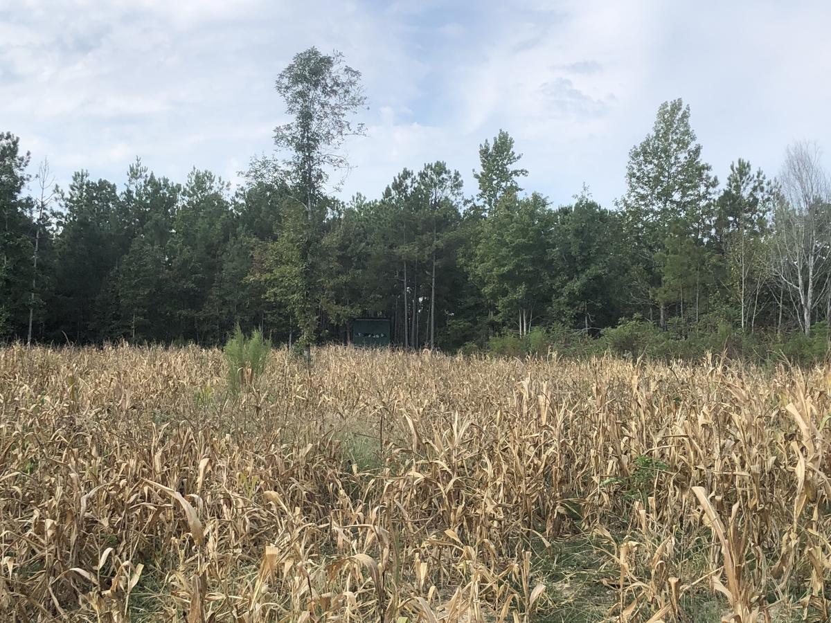 Build On 37 acres - Talladega County Alabama Land for Sale near ...